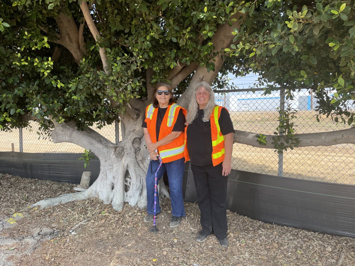 WISHING UPON A TREE - West Carson Turns One of Nation's Most ...